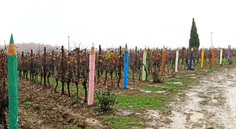 Matite colorate giganti in vigna | Bricoportale