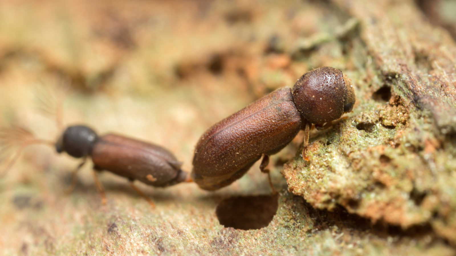 Come eliminare i tarli | Bricoportale